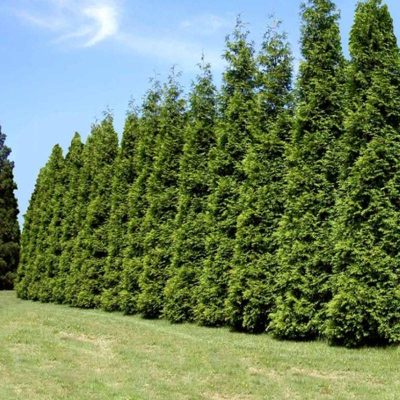 American Wholesale Nurseries | Dix Hills, NY Garden & Landscape